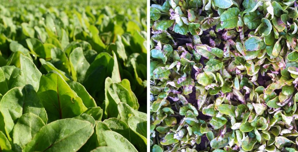 Why is seed cleaning important?| Germains Seed Technology